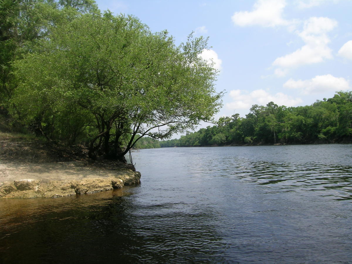 Lafayette Blue Springs State Park in Mayo | VISIT FLORIDA