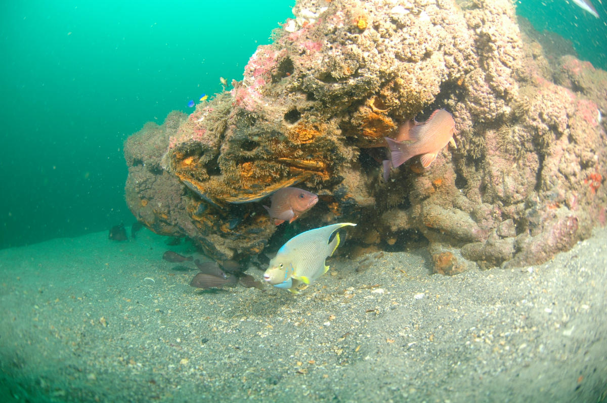 Dr. Dive, LLC in Pensacola | VISIT FLORIDA