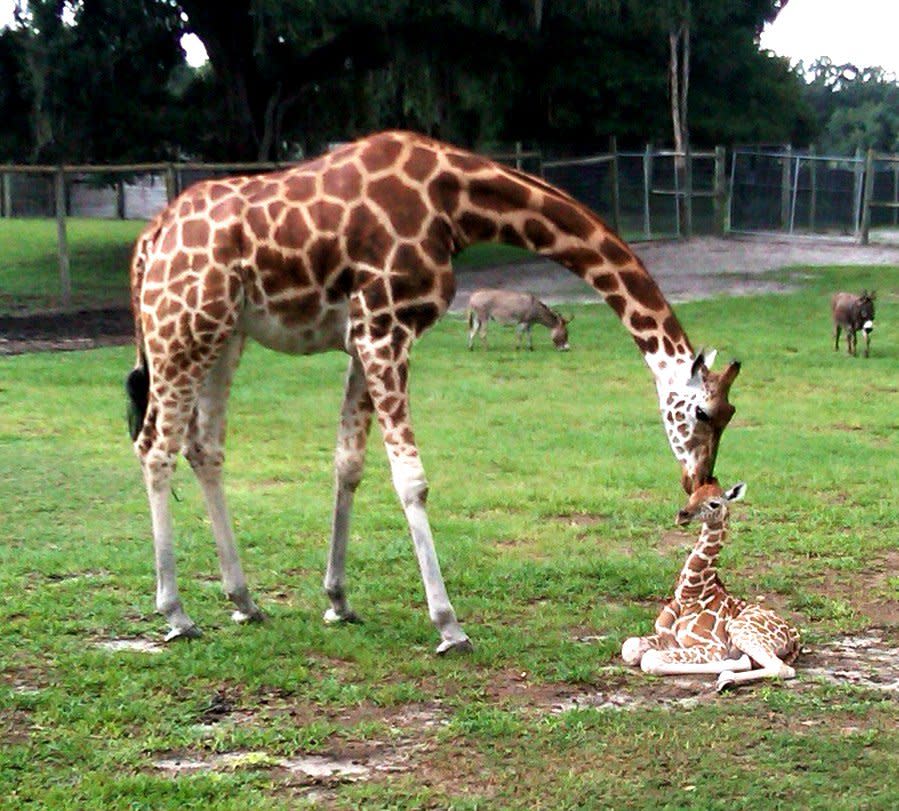 Giraffe Ranch Farm Tours in Dade City | VISIT FLORIDA