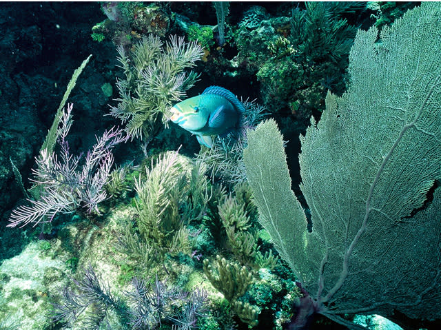 John Pennekamp Coral Reef State Park in Key Largo | VISIT FLORIDA