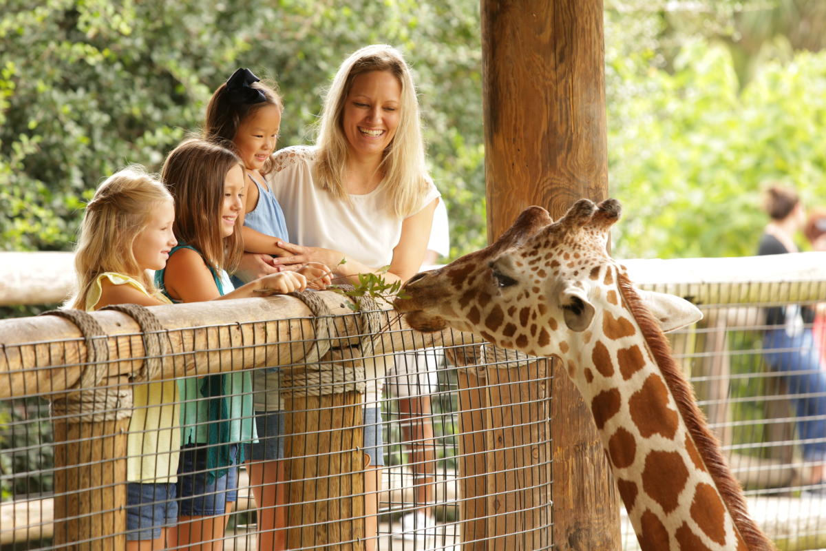 Jacksonville Zoo and Gardens in Jacksonville | VISIT FLORIDA