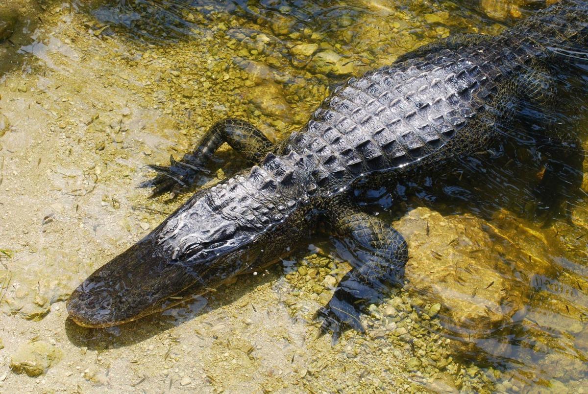 Everglades Swamp Tours in Fort Lauderdale | VISIT FLORIDA