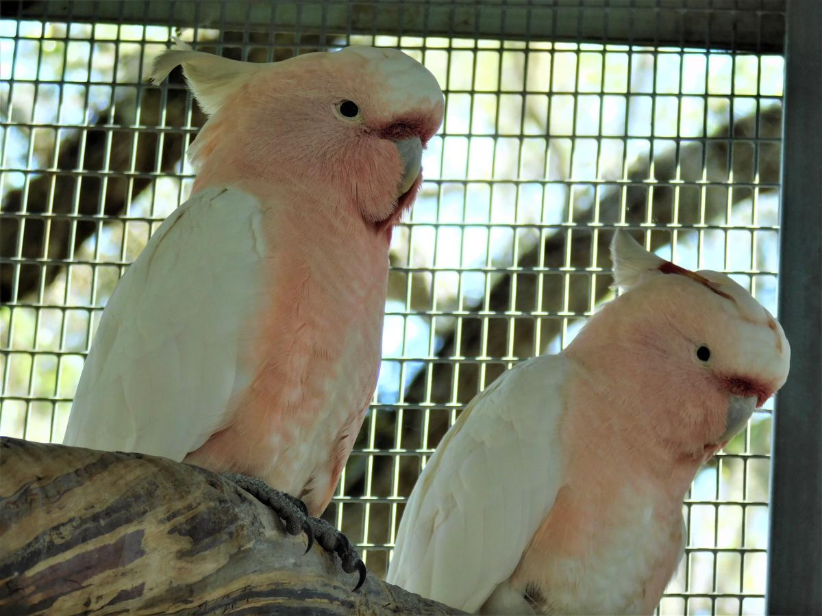 Ziggy's Haven Bird Sanctuary in Inverness | VISIT FLORIDA