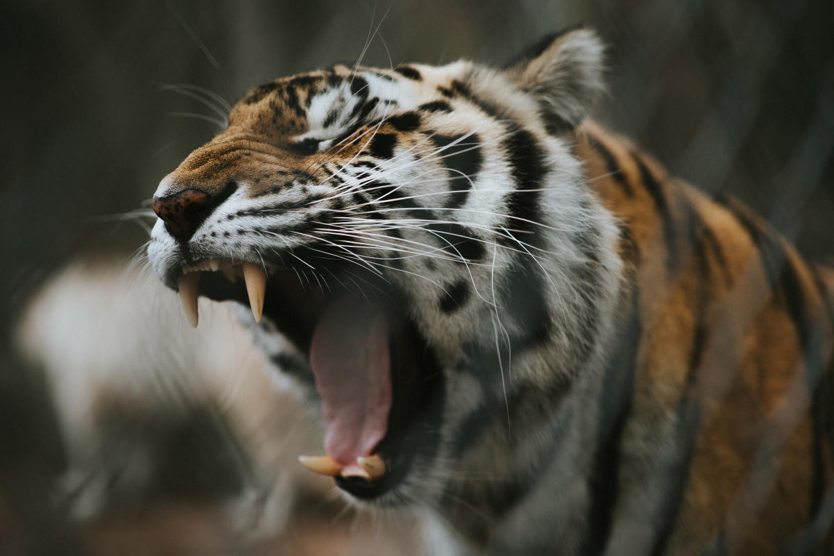 Catty Shack Ranch Wildlife Sanctuary in Jacksonville | VISIT FLORIDA