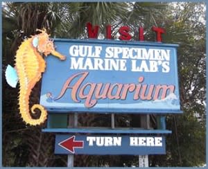 Gulf Specimen Marine Laboratory in Panacea | VISIT FLORIDA