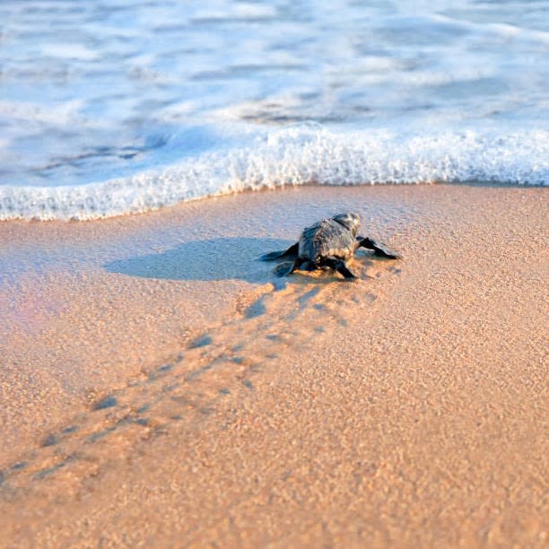 Stay & Save the Turtles in Jupiter | VISIT FLORIDA