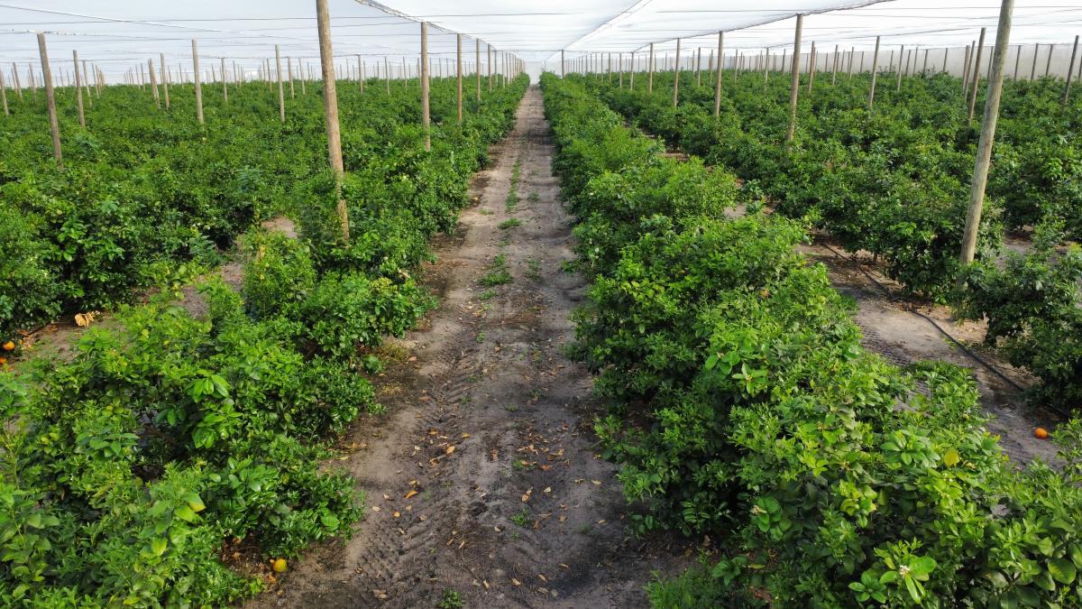 Golden Ridge Groves in Bartow | VISIT FLORIDA