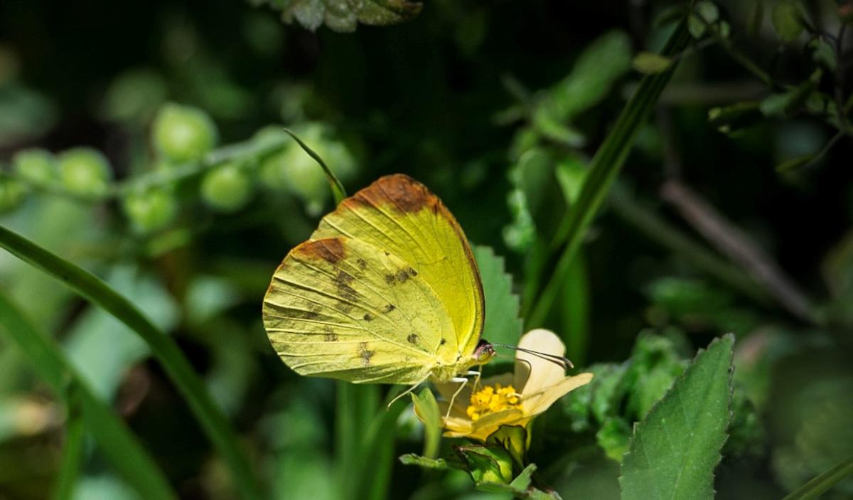 Guided Butterfly Walk at Deering Estate in Palmetto Bay | VISIT FLORIDA