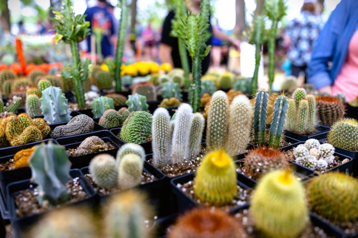 The Botanic Garden at OSU: Herb and Succulent Festival | Visit Stillwater