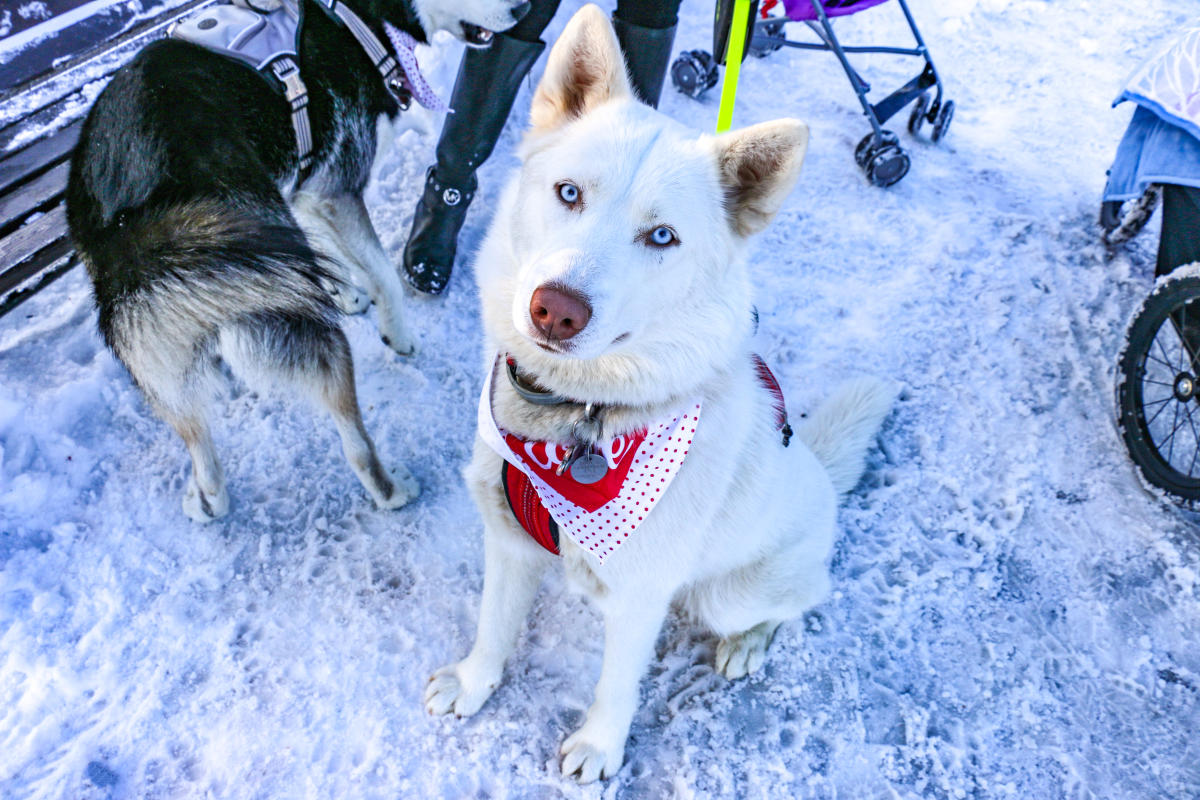 Lake George Dog's Got Talent Contest