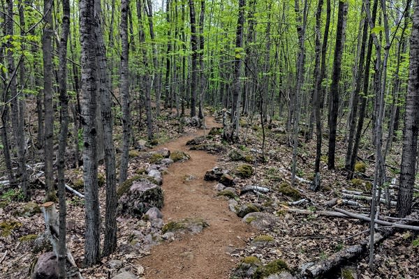 Ice Age Trail - Ringle Segment | Birnamwood
