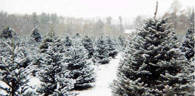 Homestead Pine Tree Farm