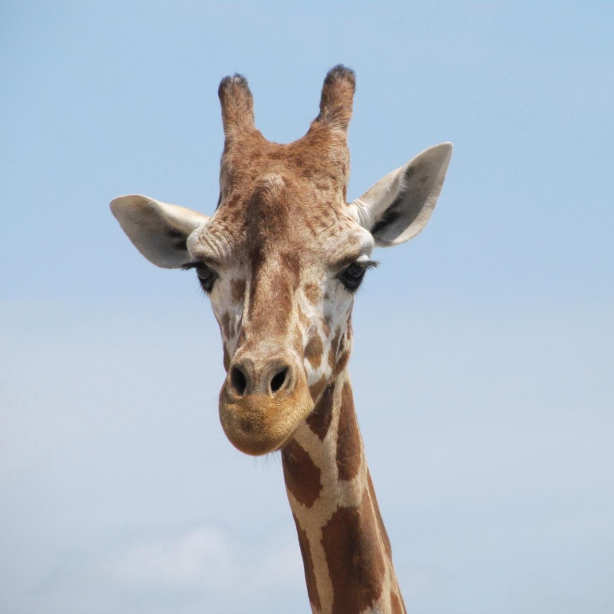 Boulder Ridge Wild Animal Park