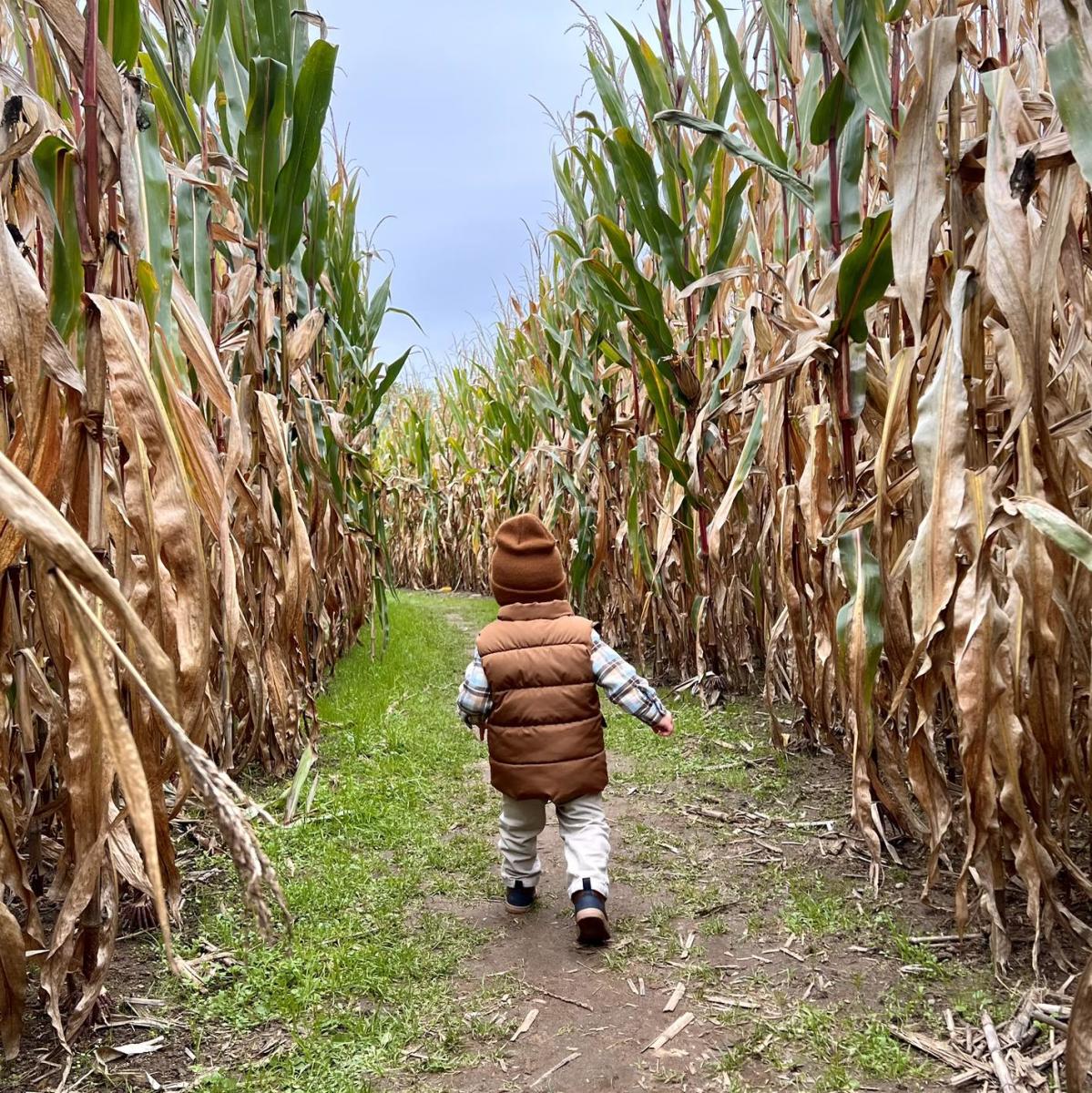 Crane's Orchards - U Pick & Corn Maze