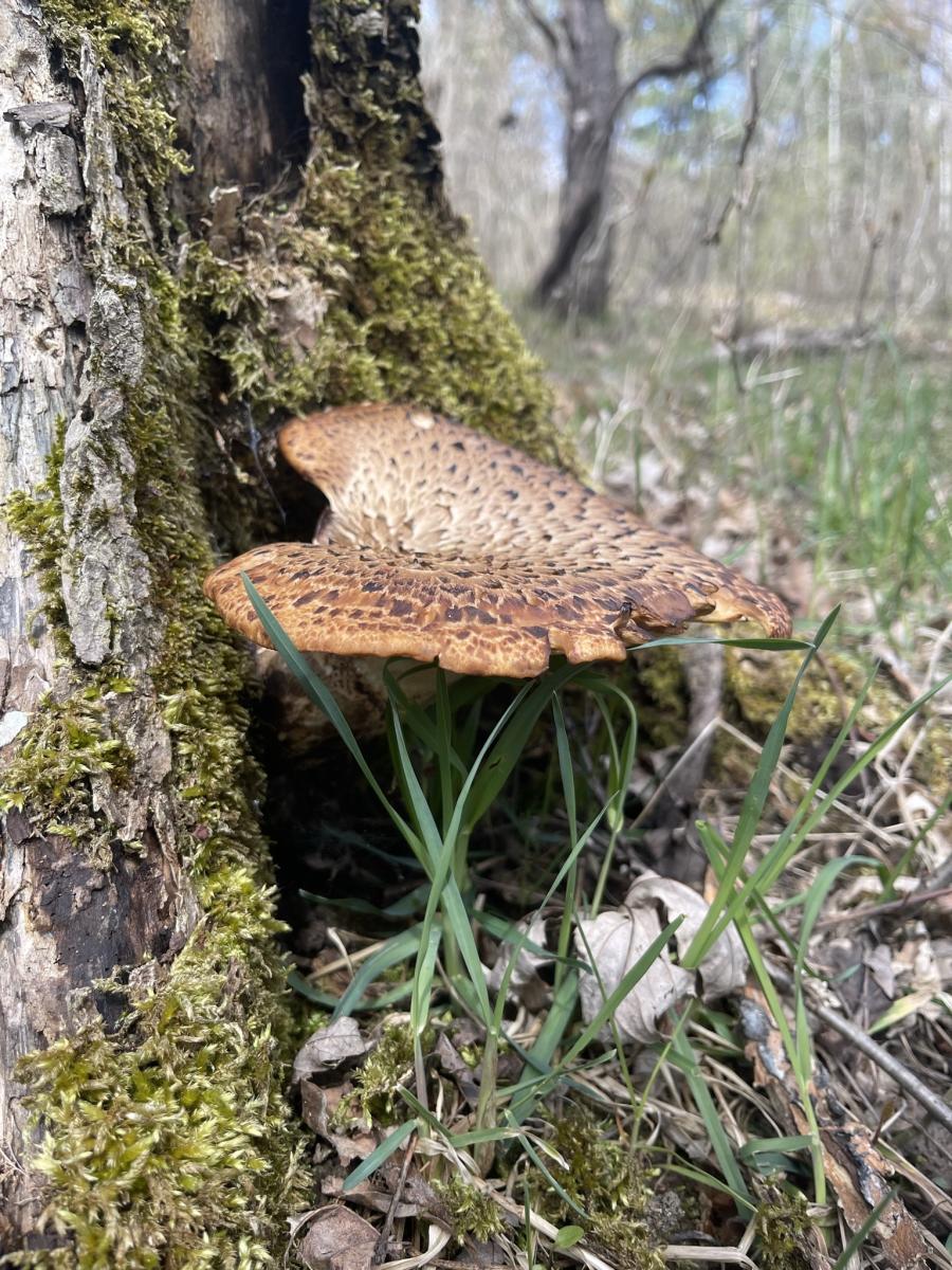 Wild Mushroom Identification & Walk with Mycophile's Garden