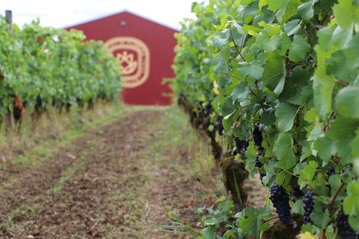 Chehalem Winery