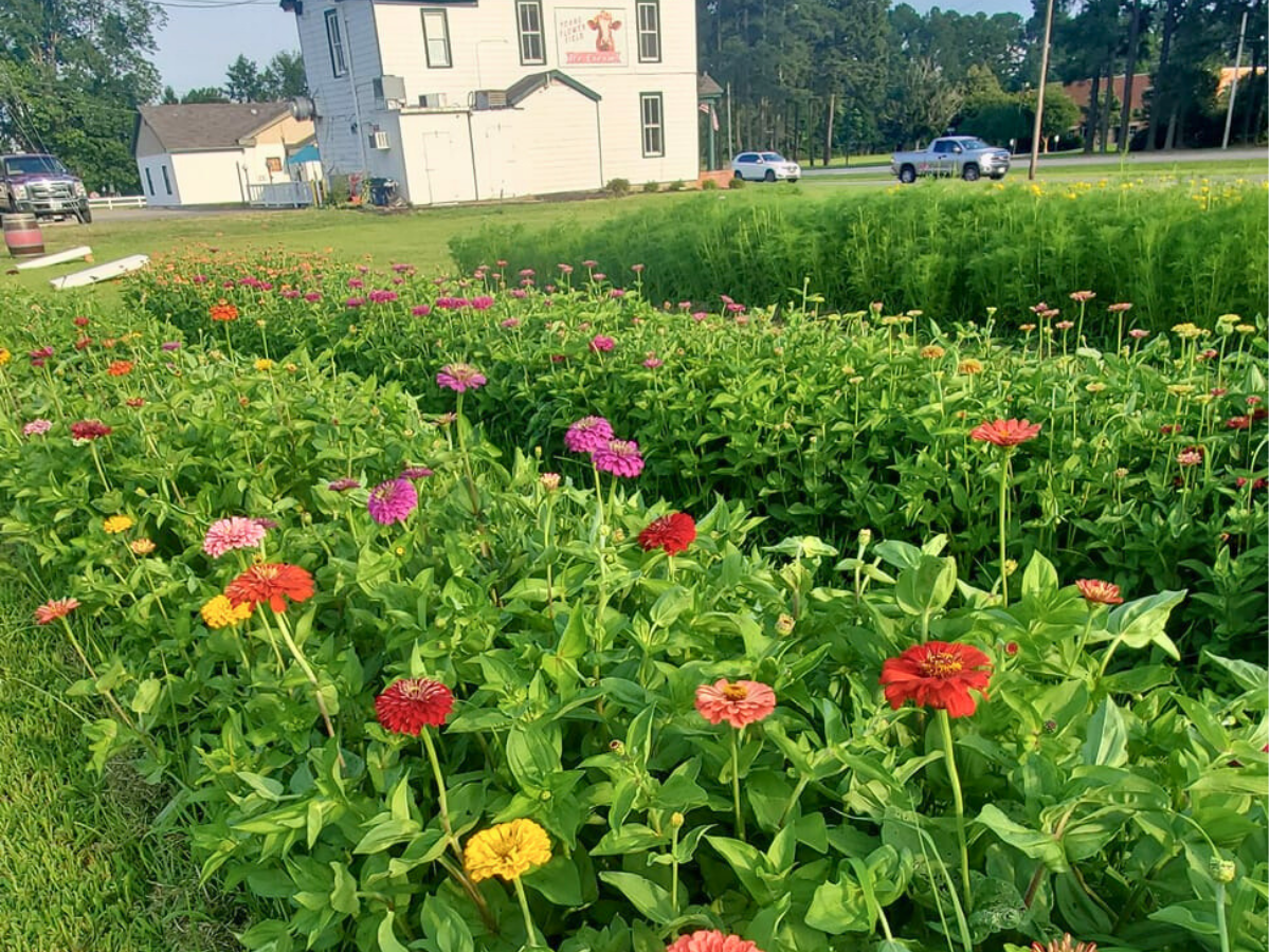 Ice Cream at the Toano Flower Field