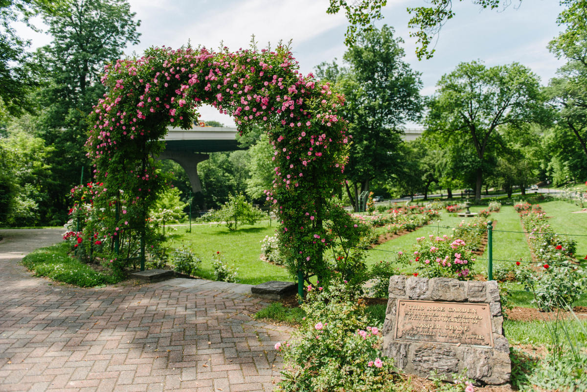 Jasper Crane Rose Garden