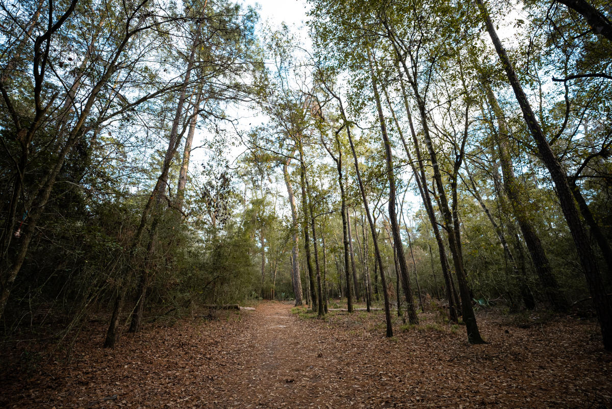 The Lookout Bird Blind
