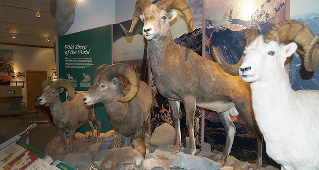 National Bighorn Sheep Center
