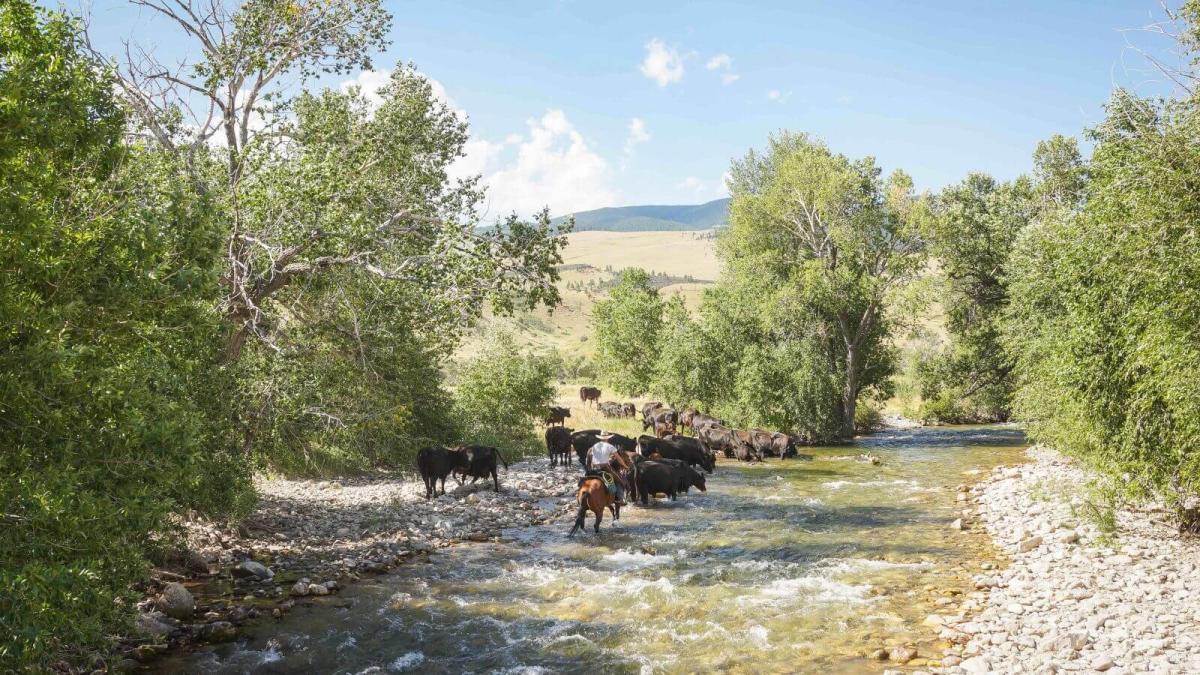 Double Rafter Ranch Cattle Drives