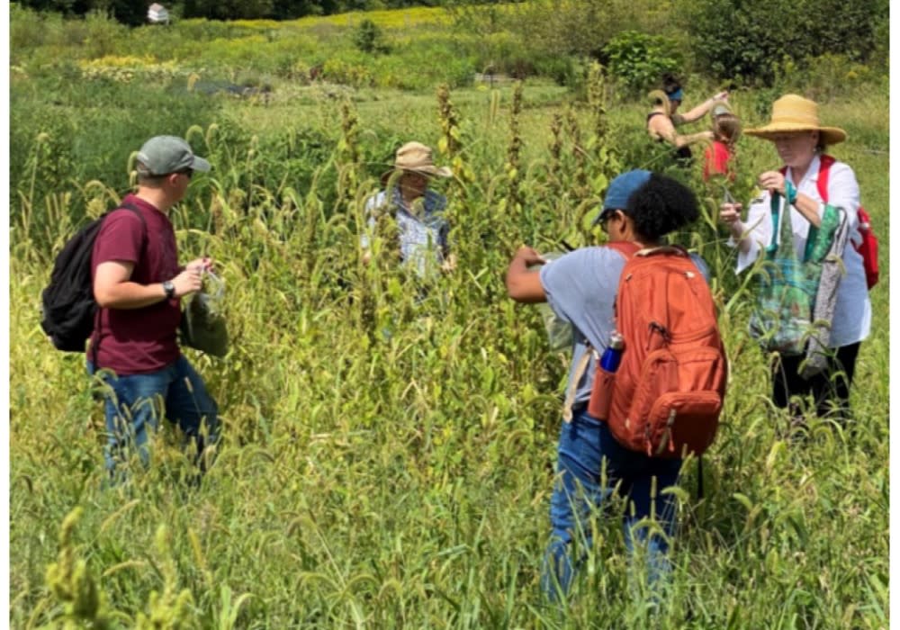 Fall Foraging Foundations: Weekend Intensive