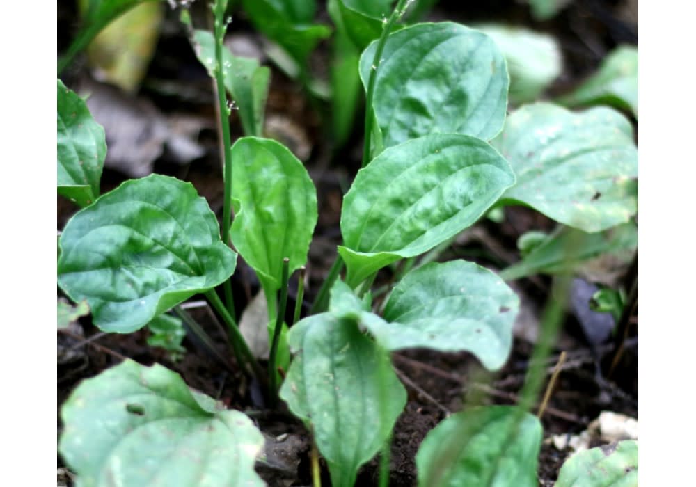 Weeds! Identification, Management, and Uses