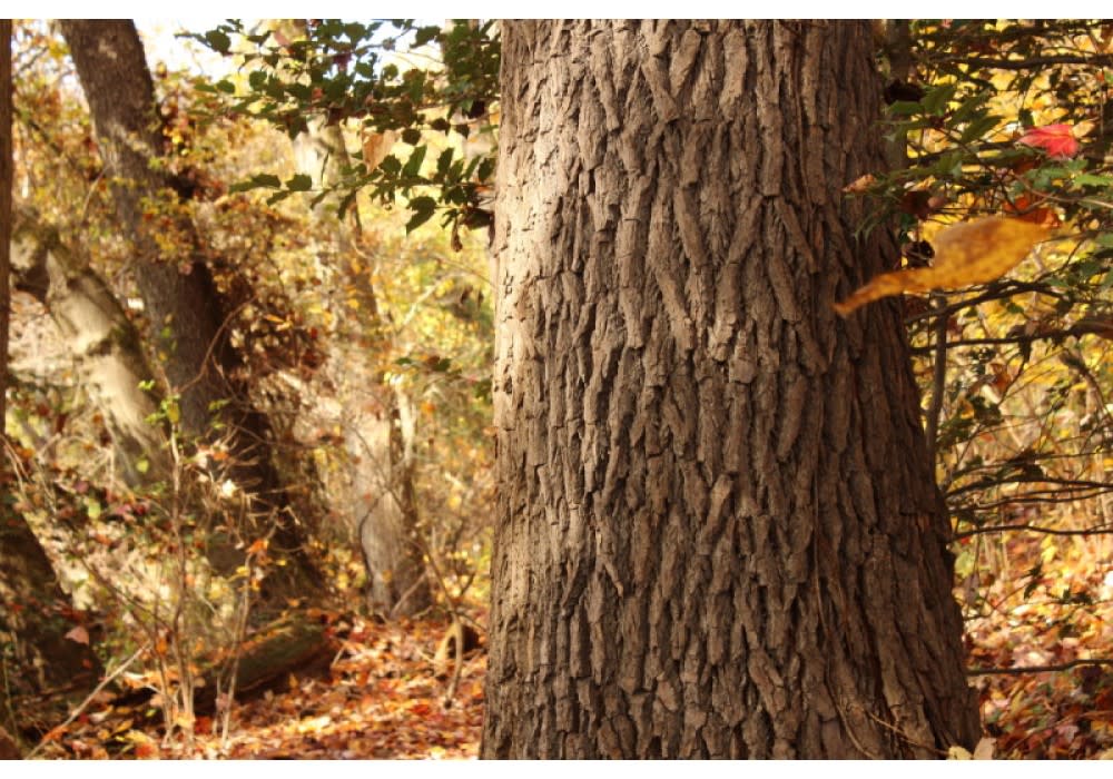 Identifying Trees by Bark