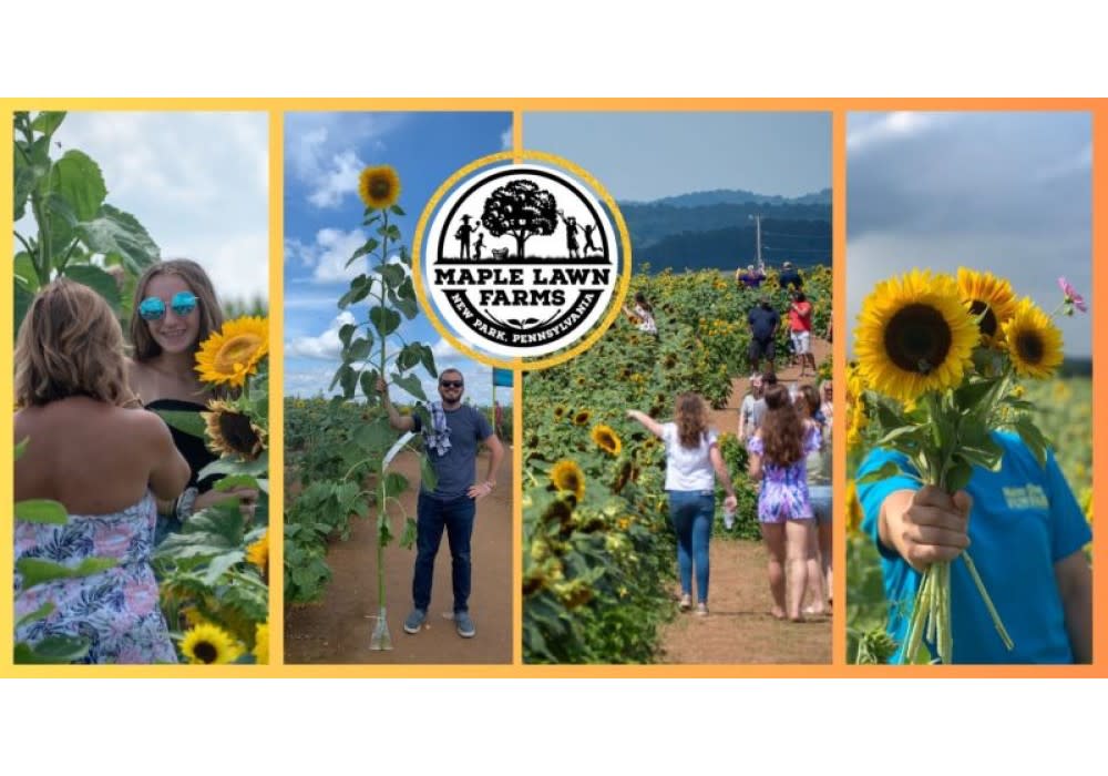 9th Annual Sunflower Festival