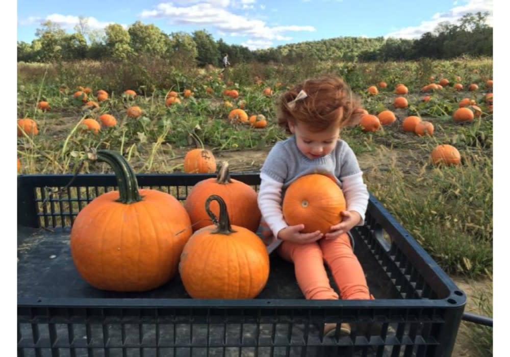Pick-Your-Own Pumpkins