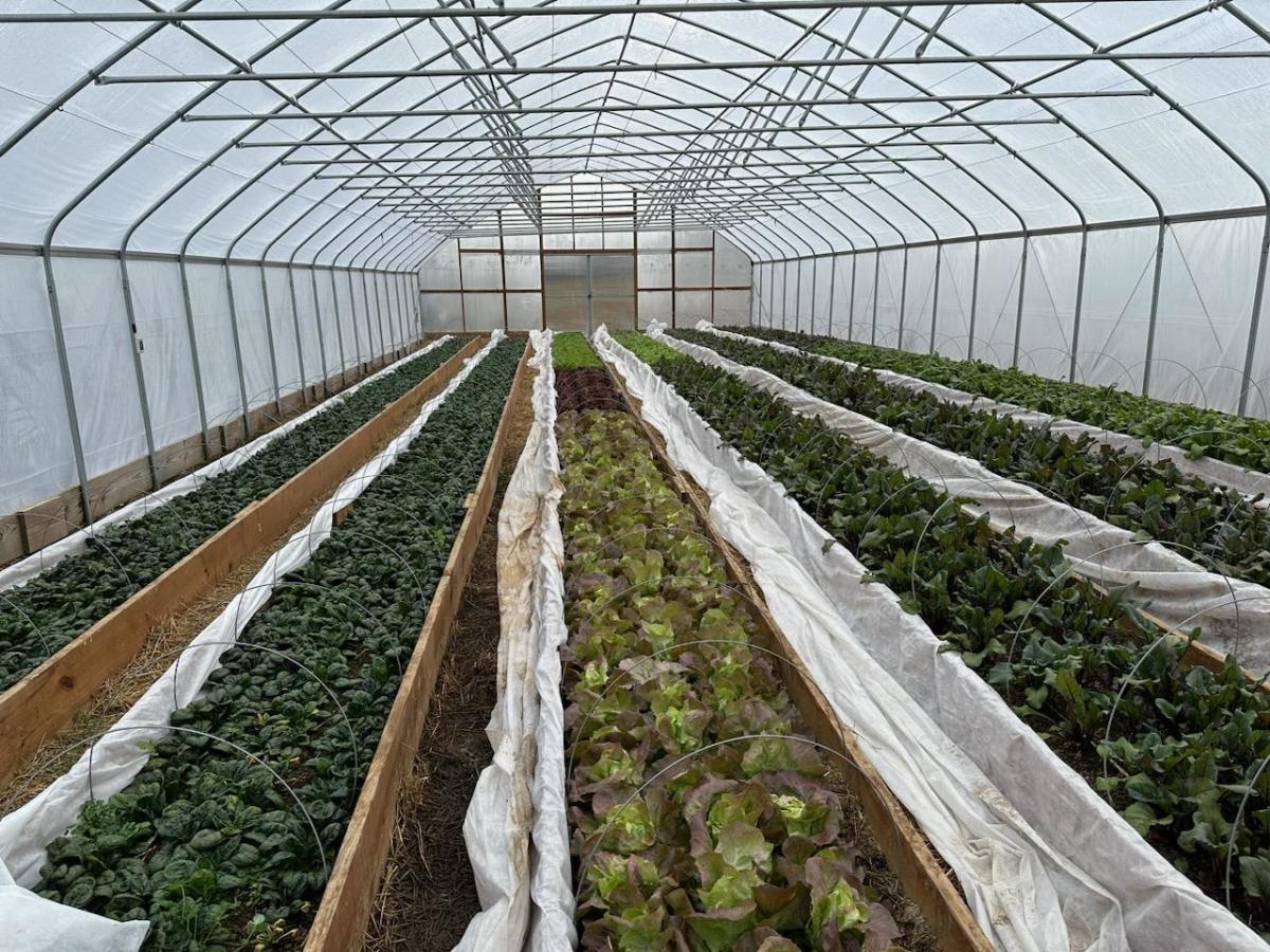 York Fresh Food Farms