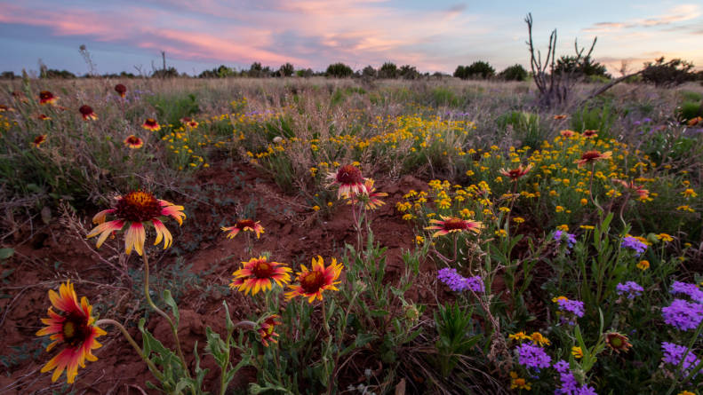 Five Breathtaking Wildflower Hikes in New Mexico