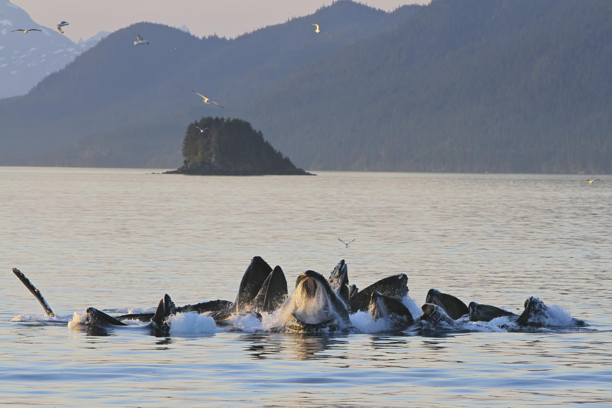 Juneau Tours & Whale Watch