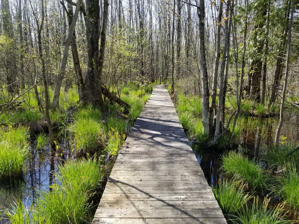 Great Swamp Conservancy