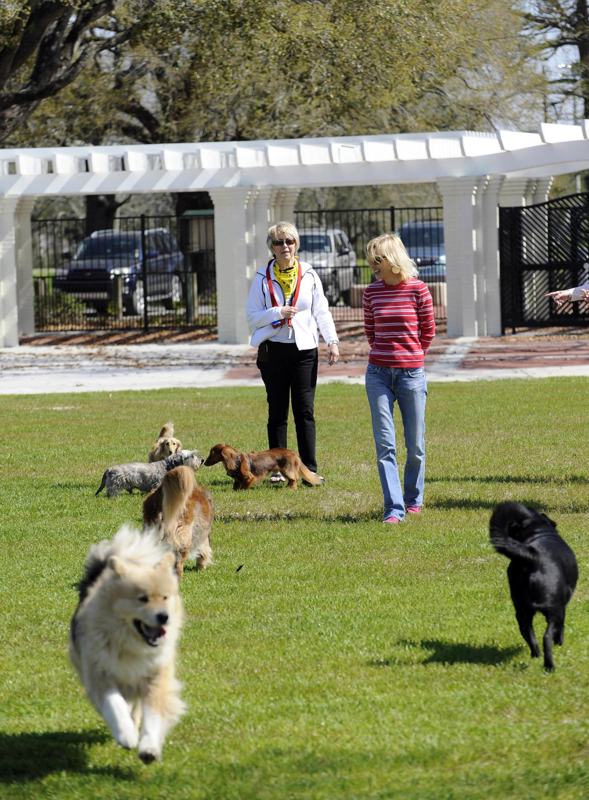 Dog-Friendly New Orleans: Explore with Your Pup