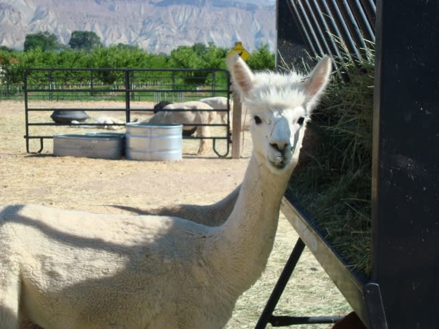 SunCrest Orchard Alpacas and Fiber Works
