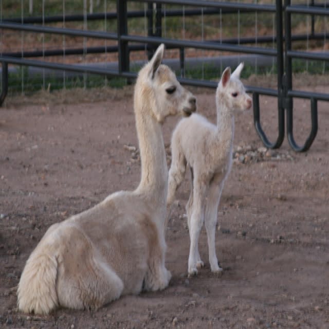 SunCrest Orchard Alpacas and Fiber Works