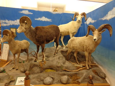 Charles R. Conner Museum at Abelson Hall WSU | Pullman, WA