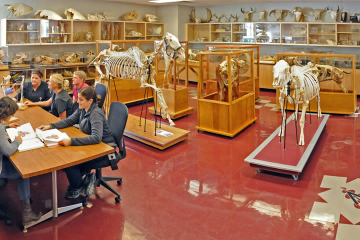 Worthman-Johnson Veterinary Anatomy Teaching Museum at McCoy Hall WSU ...