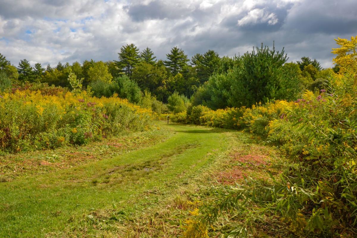 Meadowbrook Preserve