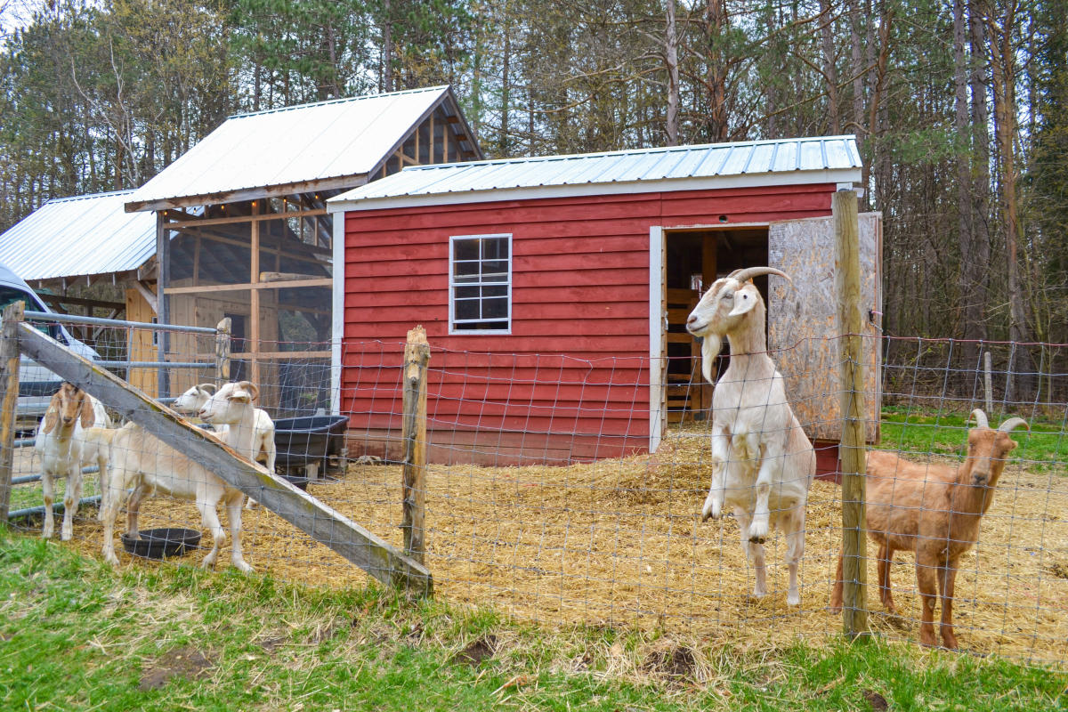Nettle Meadow Farm and Artisan Cheese