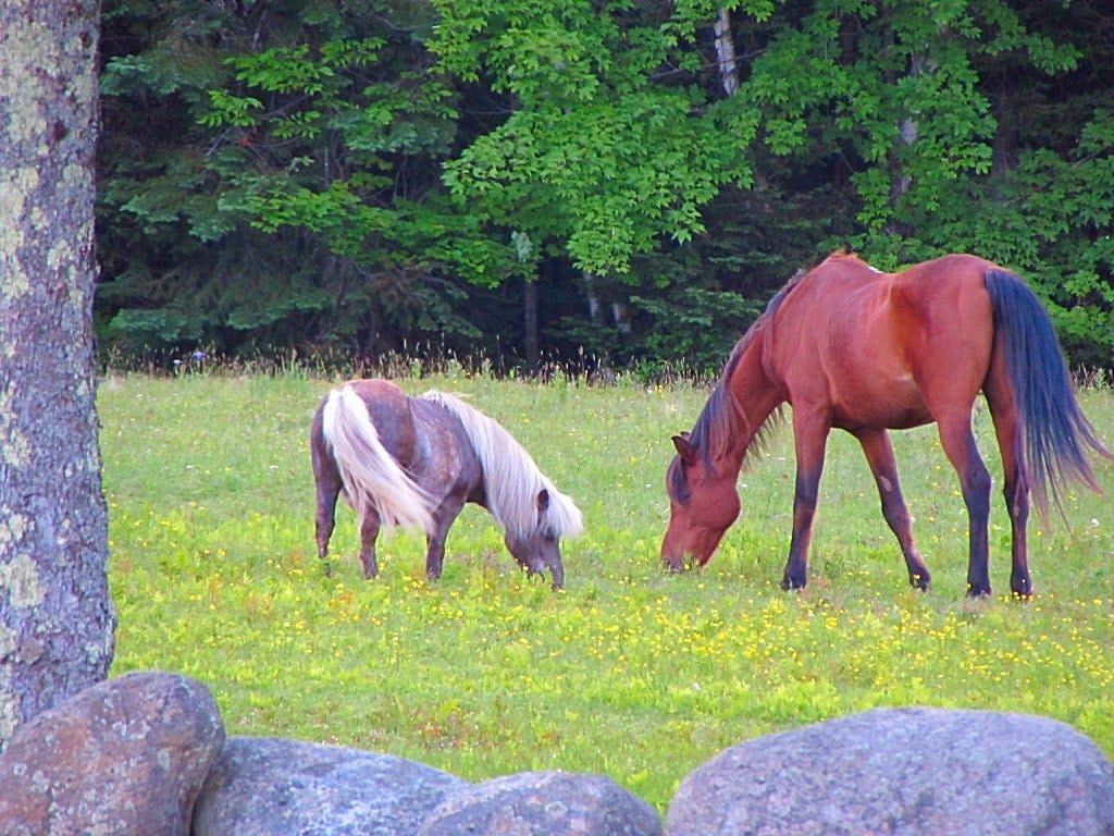 Windy Ridge Farm