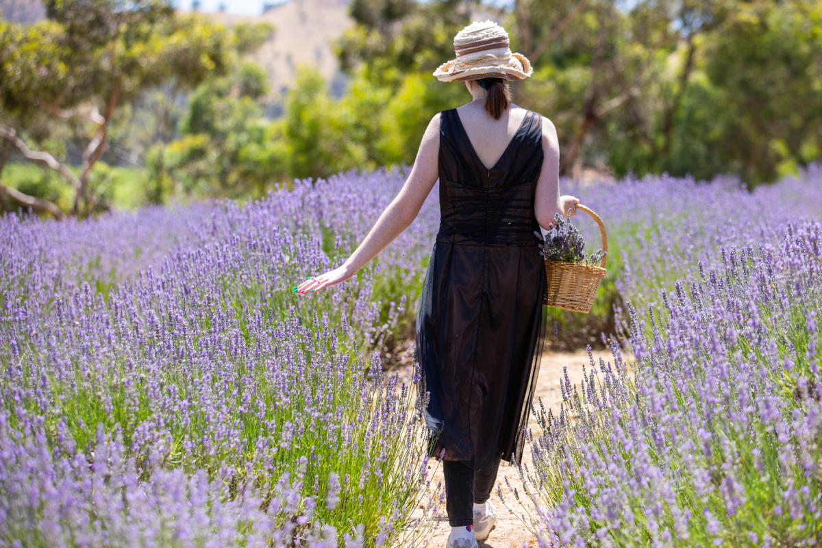 Lyndoch Lavender Farm