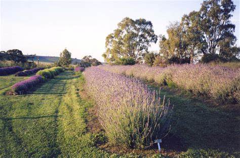 Lyndoch Lavender Farm