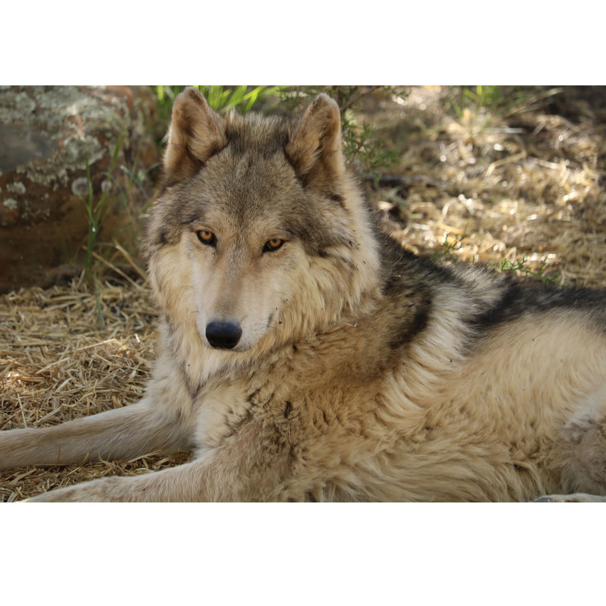 Wild Spirit Wolf Sanctuary