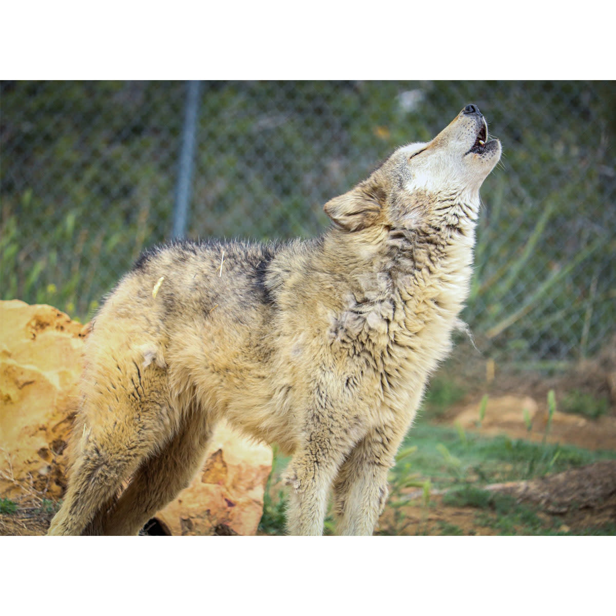 Wild Spirit Wolf Sanctuary