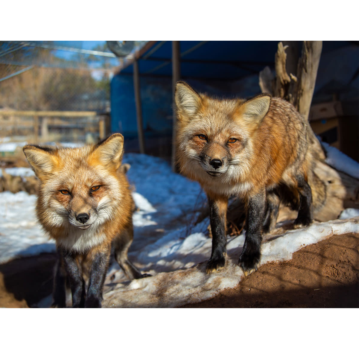 Wild Spirit Wolf Sanctuary