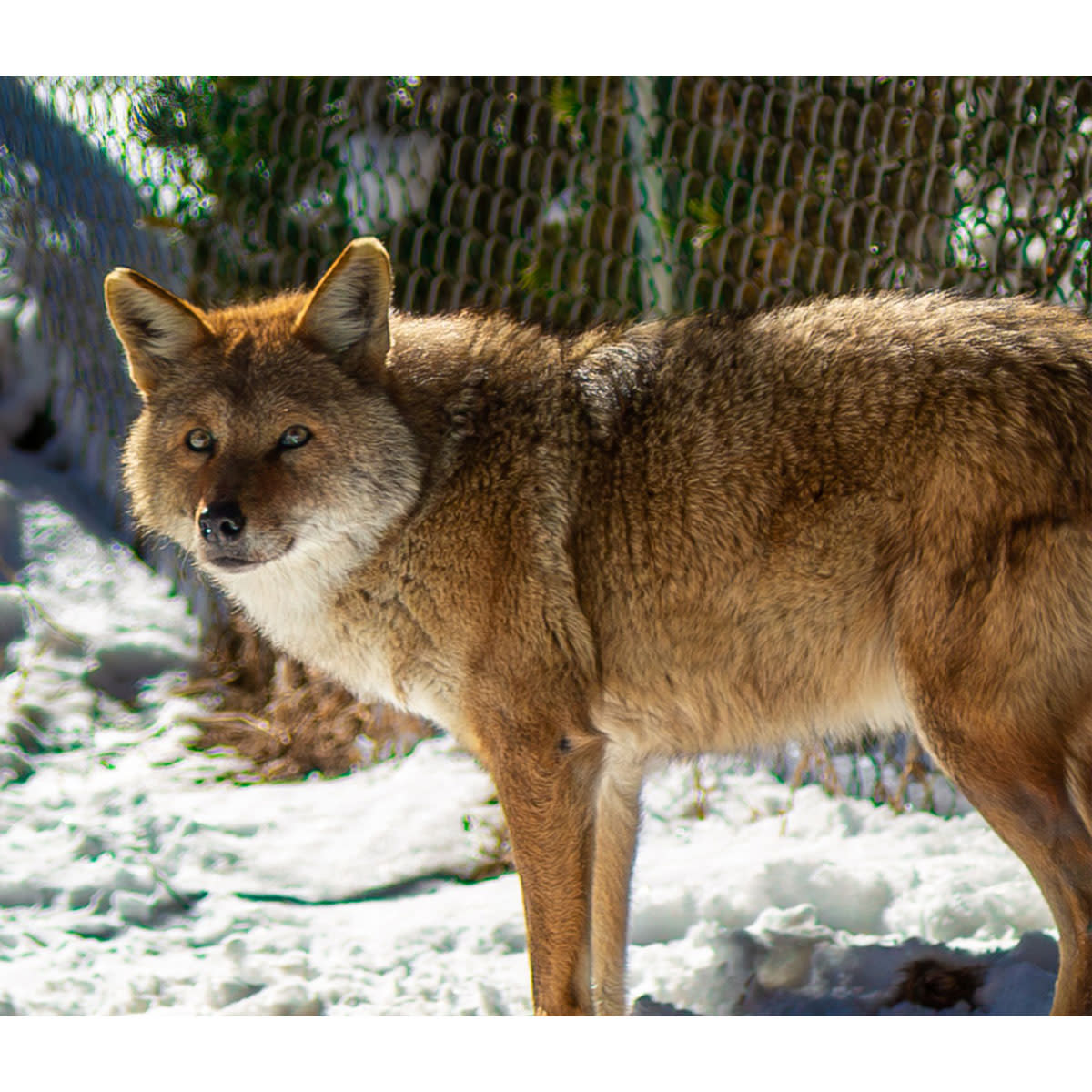 Wild Spirit Wolf Sanctuary