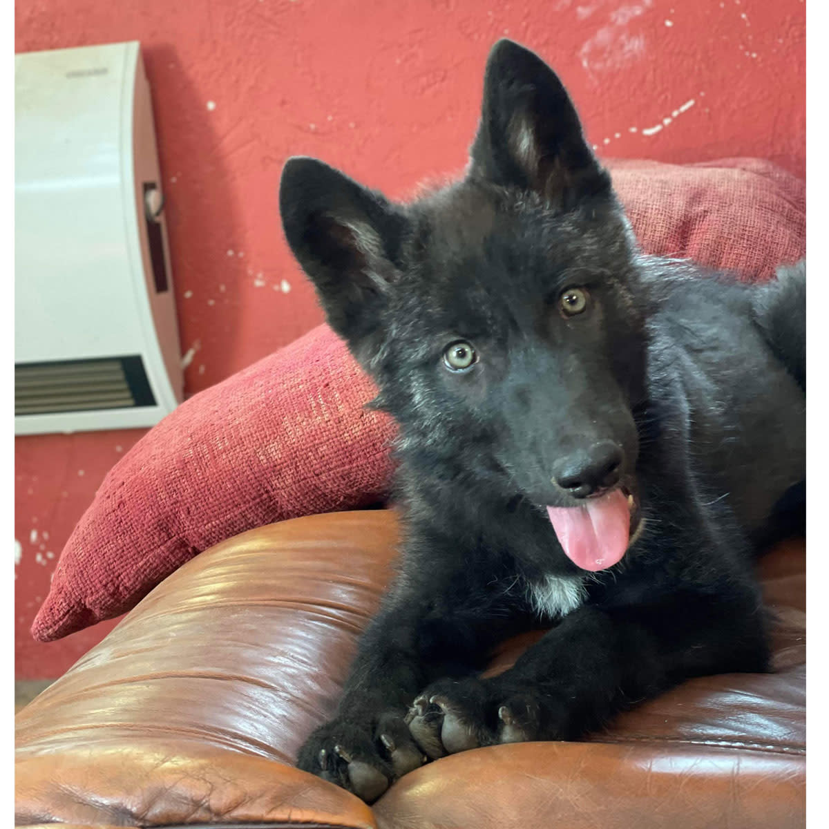 Wild Spirit Wolf Sanctuary