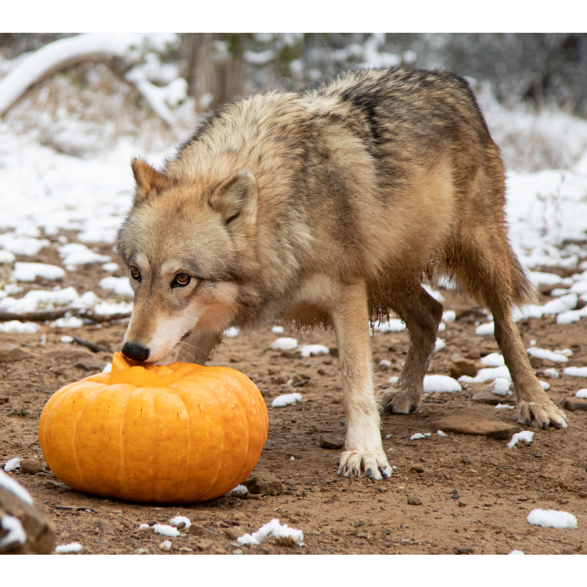 Wild Spirit Wolf Sanctuary